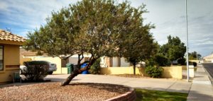 Tree Timming AZ | Mastic Tree