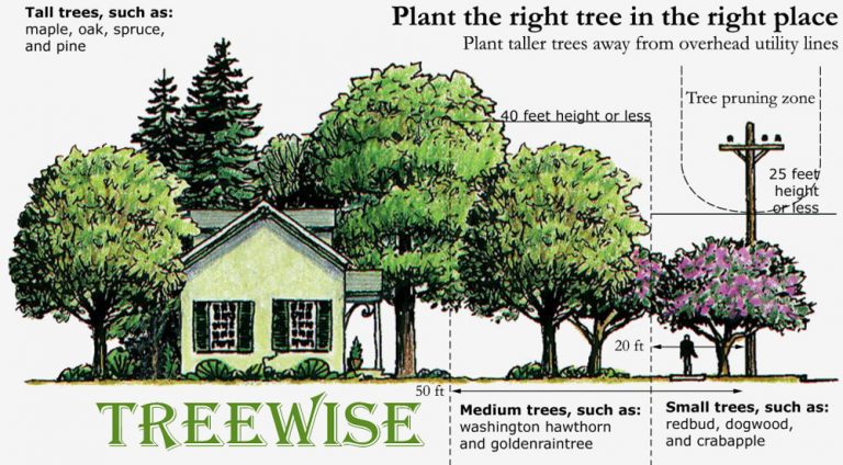 Tree Planting & Planning and Consulting