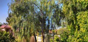 Tree Trimming AZ | Willow Acacia Trees